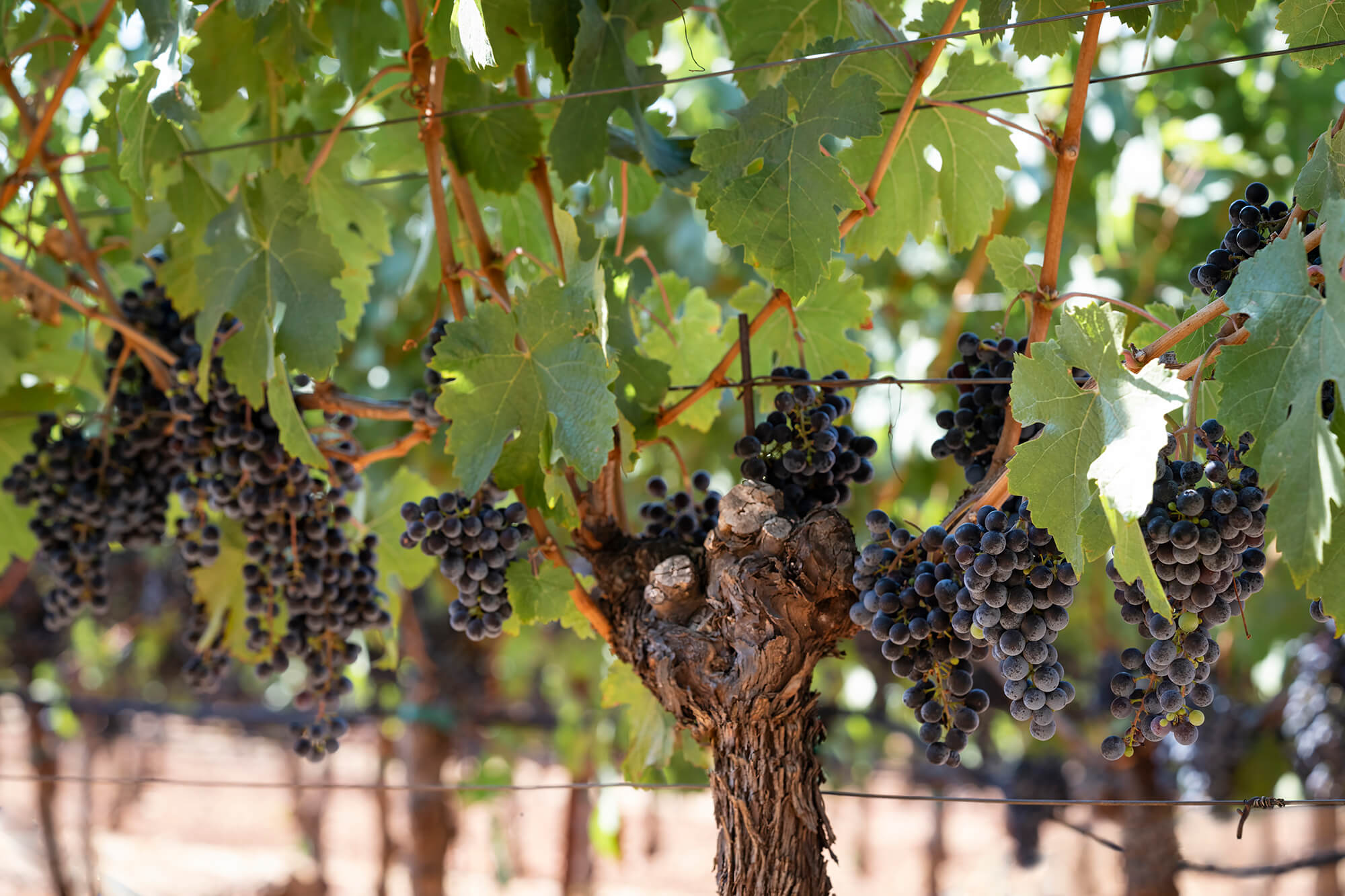 Connaissance | Vérité Wines