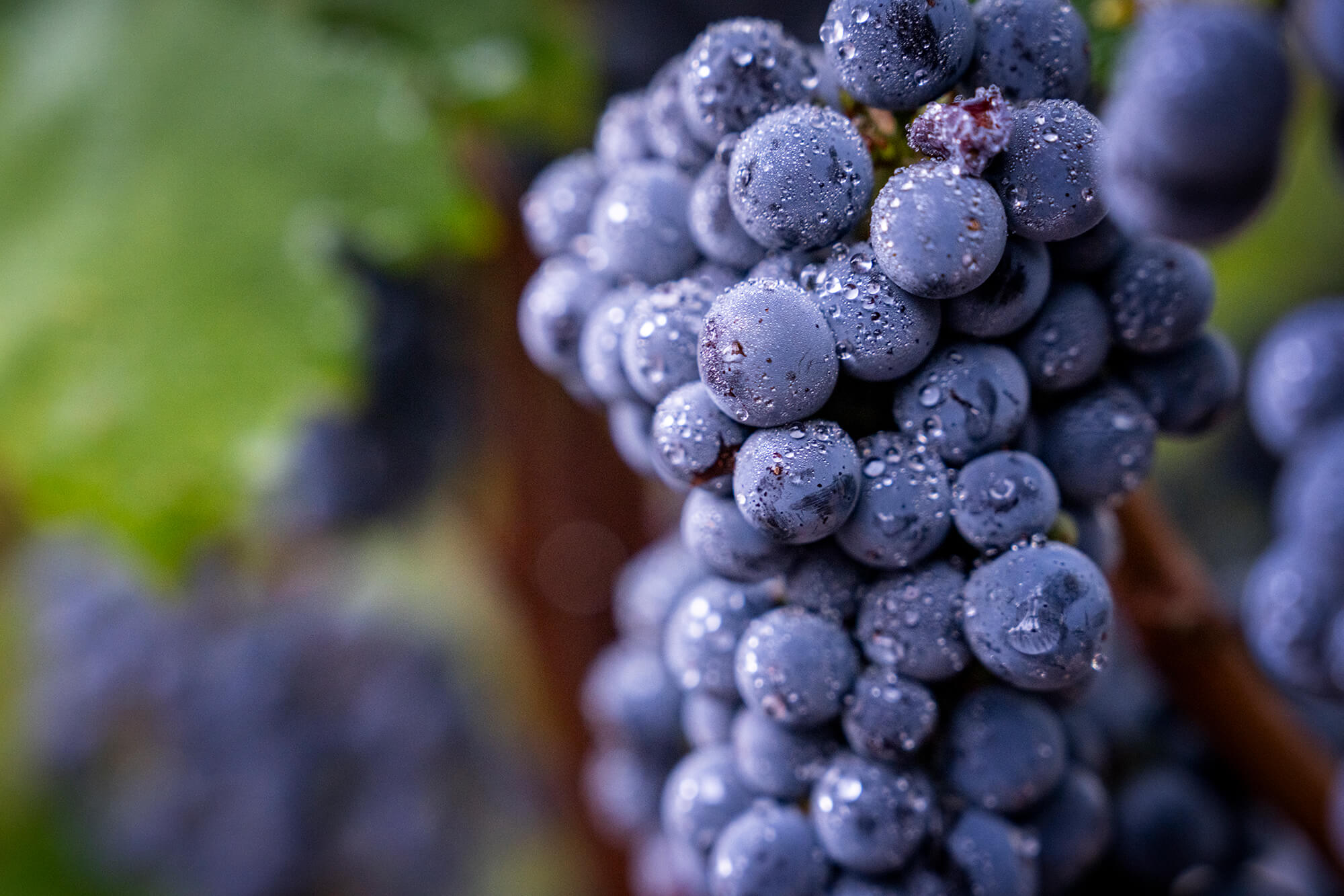 Connaissance | Vérité Wines